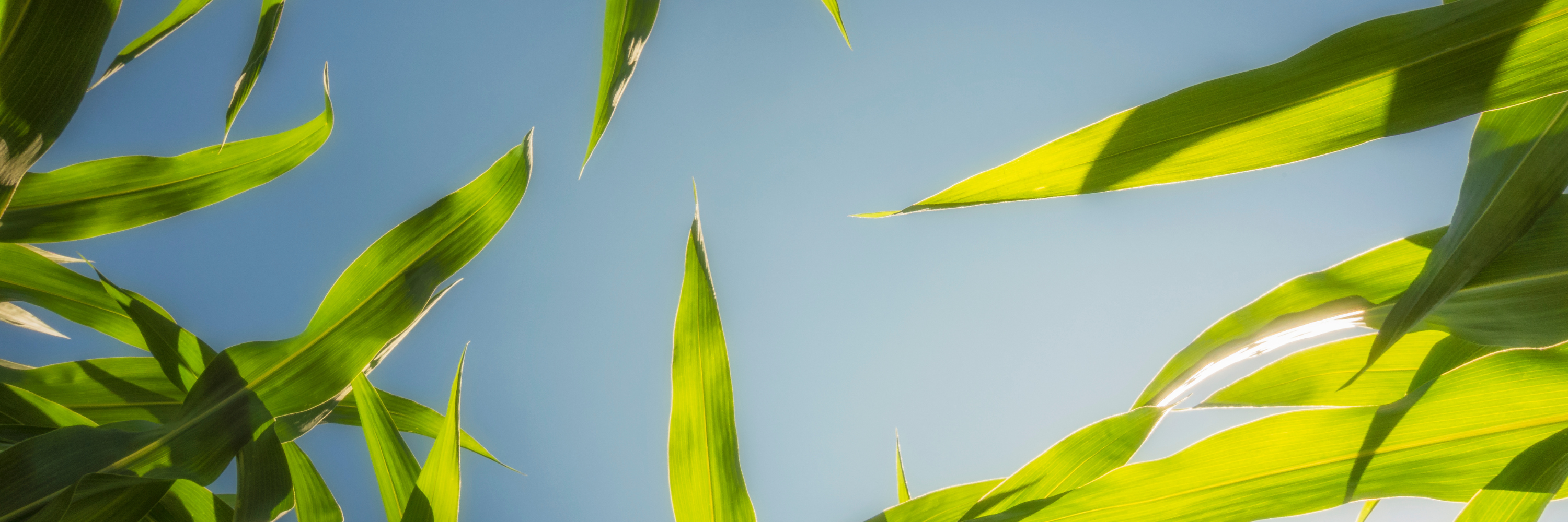 Contact – RC Hatton Farms