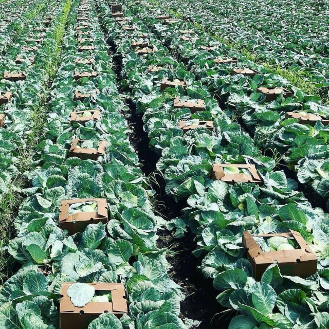 Sautéed Cabbage – RC Hatton Farms