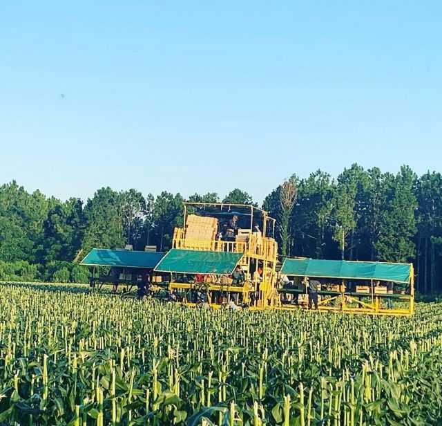 Crunchy Fried Green Beans – RC Hatton Farms